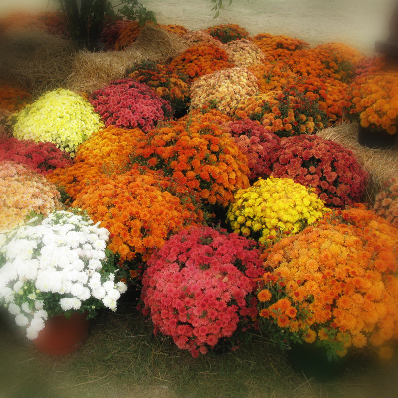 Fall Mums | Art Magnets | Ginger Blue Decor