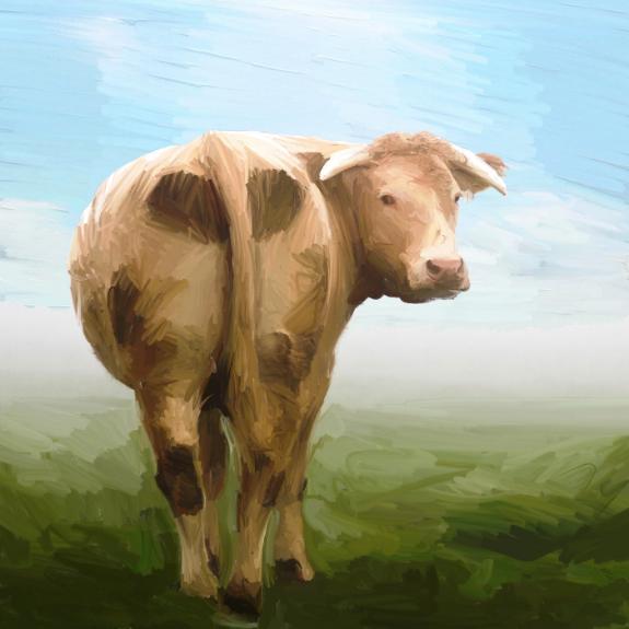 Cow Looking Back